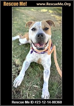 - Arizona Australian Cattle Dog Rescue - ADOPTIONS - Rescue Me!