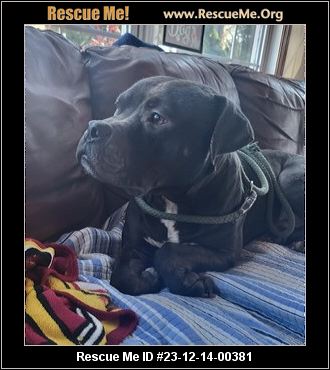 - Virginia Dog Rescue - ADOPTIONS - Rescue Me!