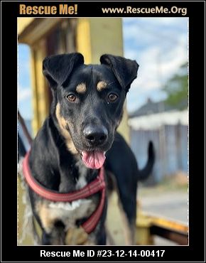 - New York Dog Rescue - ADOPTIONS - Rescue Me!