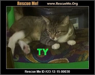 - California Cat Rescue - ADOPTIONS - Rescue Me!