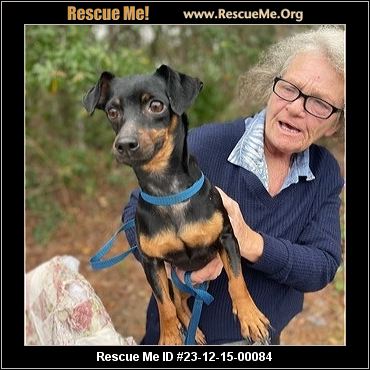 - Florida Miniature Pinscher Rescue - ADOPTIONS - Rescue Me!
