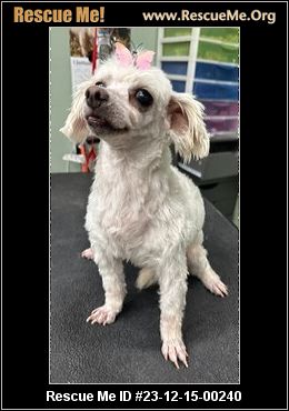 - Florida Maltese Rescue - ADOPTIONS - Rescue Me!