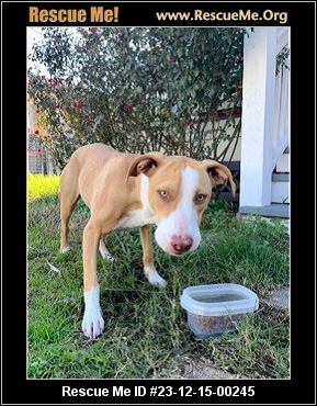 - Texas Pit Bull Rescue - ADOPTIONS - Rescue Me!