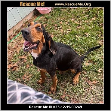 - Texas Bloodhound Rescue - ADOPTIONS - Rescue Me!