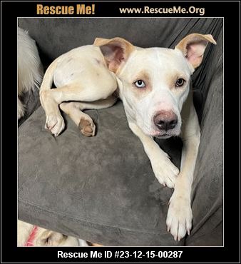 - Alabama Dog Rescue - ADOPTIONS - Rescue Me!
