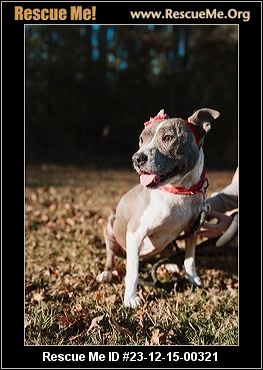 - North Carolina Dog Rescue - ADOPTIONS - Rescue Me!