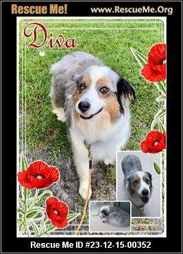 - Georgia Australian Shepherd Rescue - ADOPTIONS - Rescue Me!