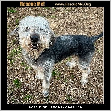 - Georgia Poodle Rescue - ADOPTIONS - Rescue Me!