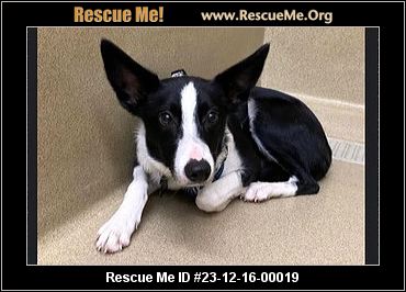 - Georgia Border Collie Rescue - ADOPTIONS - Rescue Me!