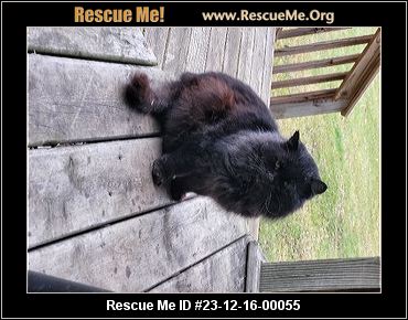 - Michigan Cat Rescue - ADOPTIONS - Rescue Me!