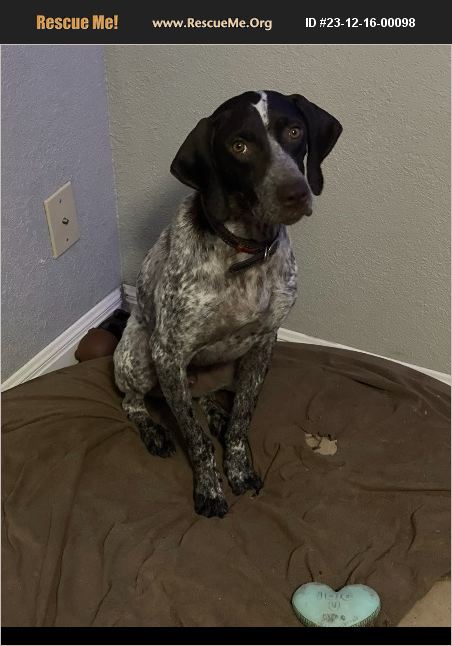ADOPT 23121600098 ~ German Shorthaired Pointer Rescue ~ New Braunfels, TX