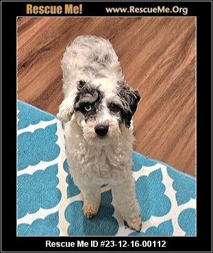 - Pennsylvania Poodle Rescue - ADOPTIONS - Rescue Me!