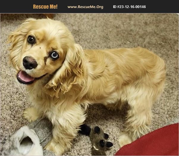ADOPT 23121600146 ~ Cocker Spaniel Rescue ~ Lagrange, IN