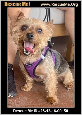 - Texas Yorkie Rescue - ADOPTIONS - Rescue Me!