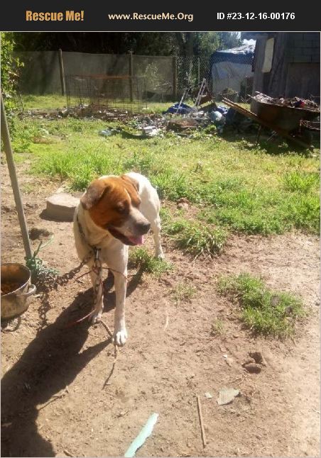 ADOPT 23121600176 ~ Lab Rescue ~ Anderson, SC