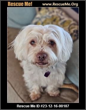 - California Maltese Rescue - ADOPTIONS - Rescue Me!