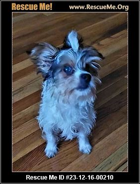 - Rhode Island Dog Rescue - ADOPTIONS - Rescue Me!