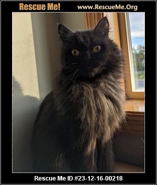 - Wisconsin Cat Rescue - ADOPTIONS - Rescue Me!