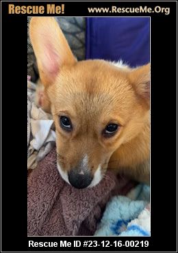 - New Jersey Corgi Rescue - ADOPTIONS - Rescue Me!
