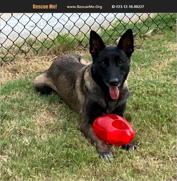 ADOPT 23121600227 ~ Belgian Malinois Rescue ~ Duncan, SC