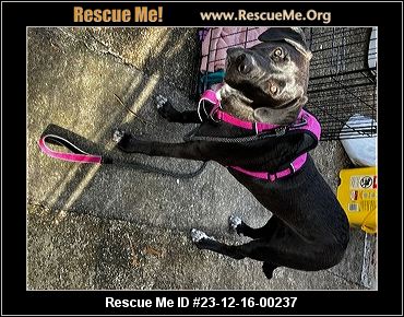 - Tennessee Dog Rescue - ADOPTIONS - Rescue Me!