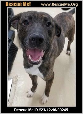 - Indiana Dog Rescue - ADOPTIONS - Rescue Me!