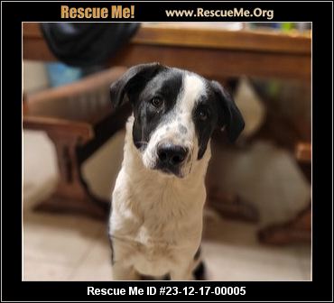- California Border Collie Rescue - ADOPTIONS - Rescue Me!