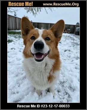 - California Corgi Rescue - ADOPTIONS - Rescue Me!