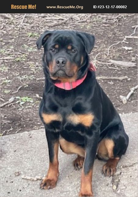 ADOPT 23121700082 ~ Rottweiler Rescue ~ Irvington, NJ