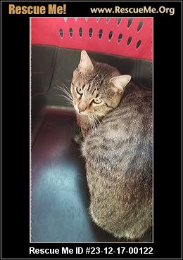 - Washington Cat Rescue - ADOPTIONS - Rescue Me!