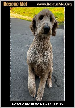 - Oregon Poodle Rescue - ADOPTIONS - Rescue Me!