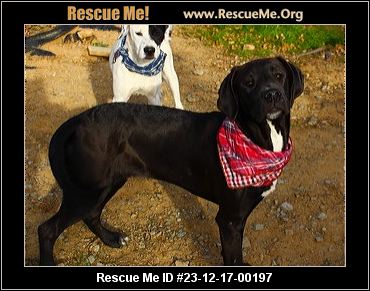 - Tennessee Dog Rescue - ADOPTIONS - Rescue Me!
