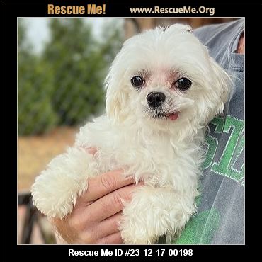 - North Carolina Maltese Rescue - ADOPTIONS - Rescue Me!