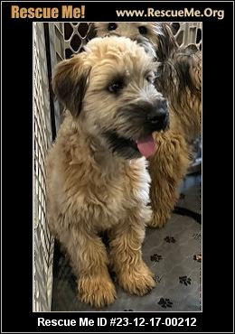 - Colorado Dog Rescue - ADOPTIONS - Rescue Me!