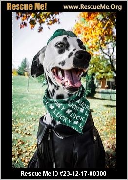 - Michigan Dog Rescue - ADOPTIONS - Rescue Me!