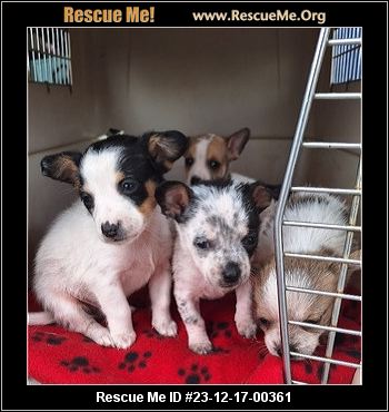 - California Jack Russell Rescue - ADOPTIONS - Rescue Me!