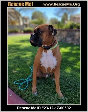 - California Boxer Rescue - ADOPTIONS - Rescue Me!