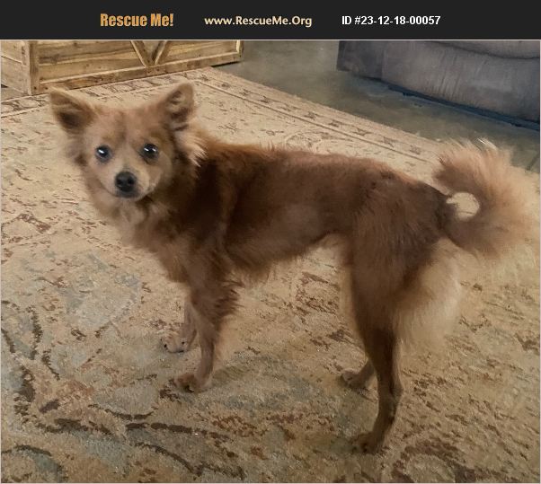 ADOPT 23121800057 ~ Pomeranian Rescue ~ Miami, OK