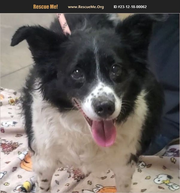 ADOPT 23121800062 ~ Border Collie Rescue ~ , FL