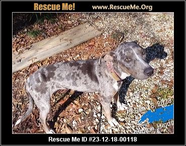 - Mississippi Dog Rescue - ADOPTIONS - Rescue Me!