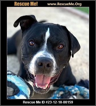 - The Little Red Dog, Inc. - Lake Forest, CA - AVAILABLE PETS