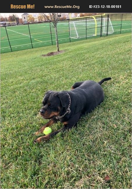 ADOPT 23121800181 ~ Rottweiler Rescue ~ Washington, DC