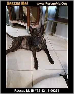 - Arizona Dutch Shepherd Rescue - ADOPTIONS - Rescue Me!