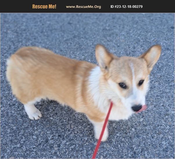 ADOPT 23121800279 ~ Corgi Rescue ~ Los Angeles, CA