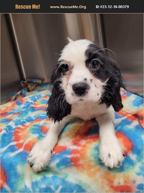 ADOPT 23121800379 ~ Cocker Spaniel Rescue ~ Kenton, OH