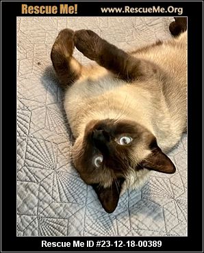 - Maryland Siamese Rescue - ADOPTIONS - Rescue Me!