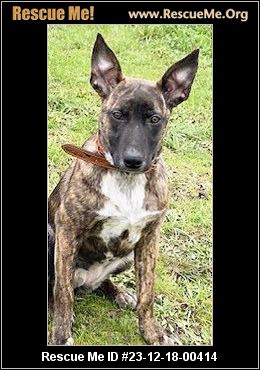 - Oregon Dog Rescue - ADOPTIONS - Rescue Me!