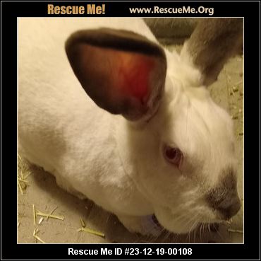 - Indiana Rabbit Rescue - ADOPTIONS - Rescue Me!