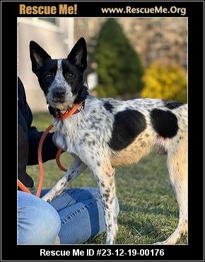 - New Jersey Dog Rescue - ADOPTIONS - Rescue Me!