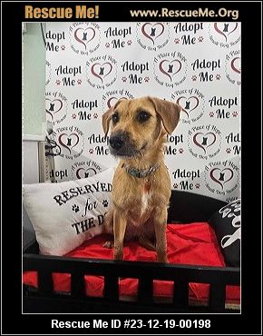 - A Place of Hope Small Dog Rescue - Pensacola, FL - AVAILABLE PETS
